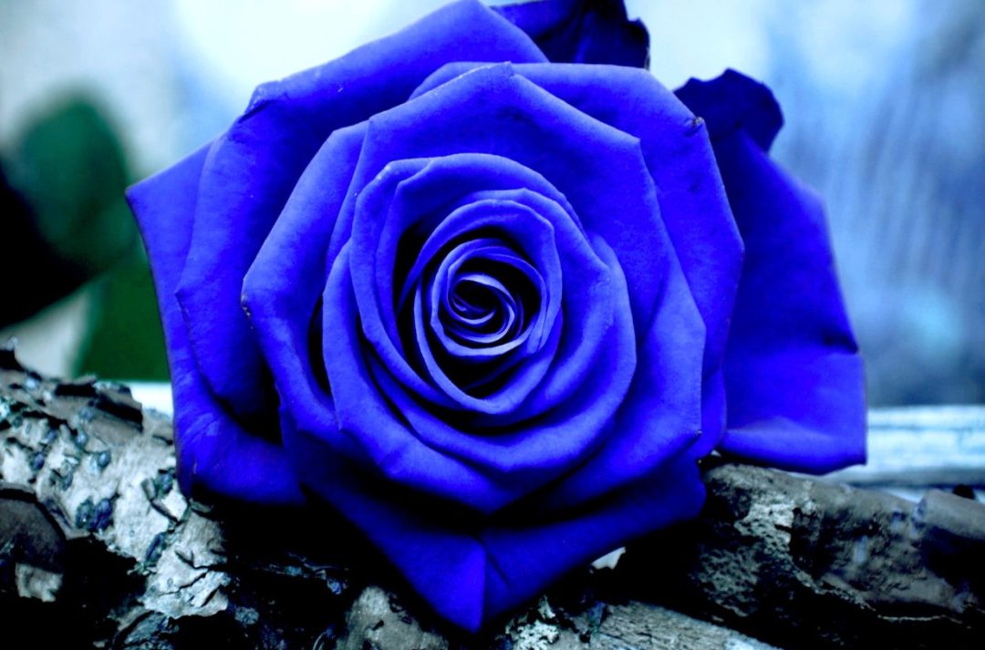 Qué INSPIRACIÓN brinda la MEZCLA de AZUL y ROSA