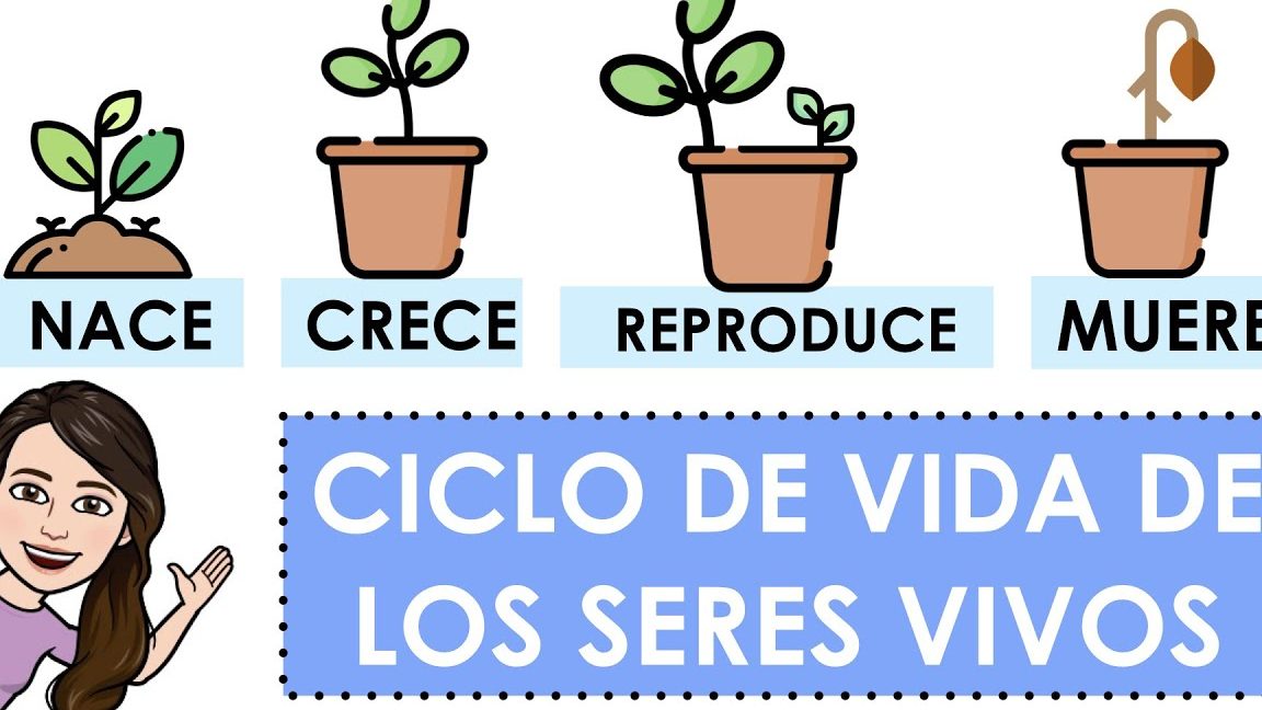 ETAPAS del CICLO de VIDA del PERRO - ¡DESCÚBRELAS!